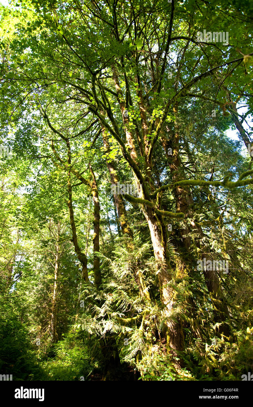 Trees in a wooded forest Stock Photo - Alamy