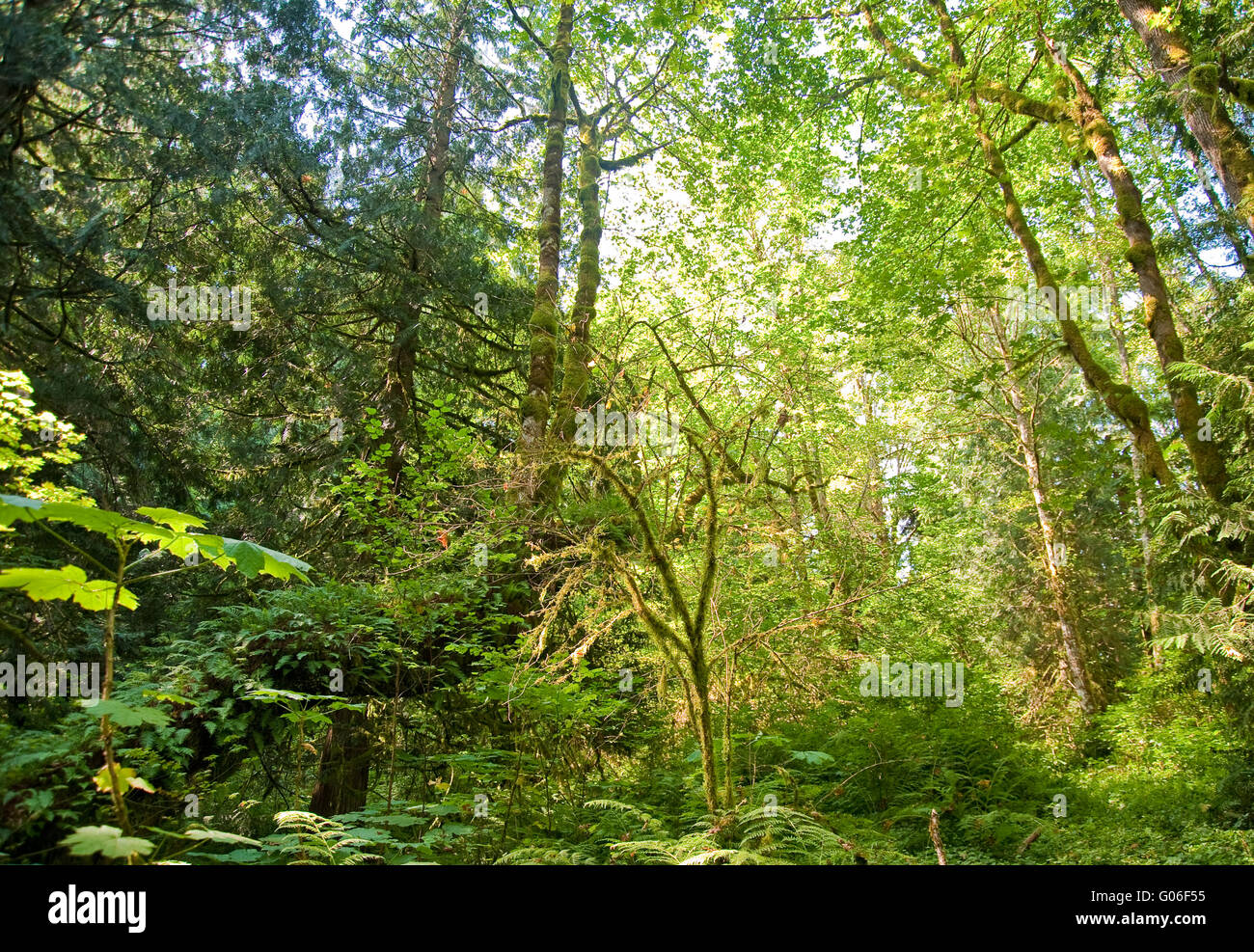 Trees in a wooded forest Stock Photo - Alamy