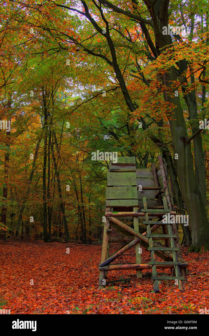 Hide in a forrest in fall Stock Photo - Alamy