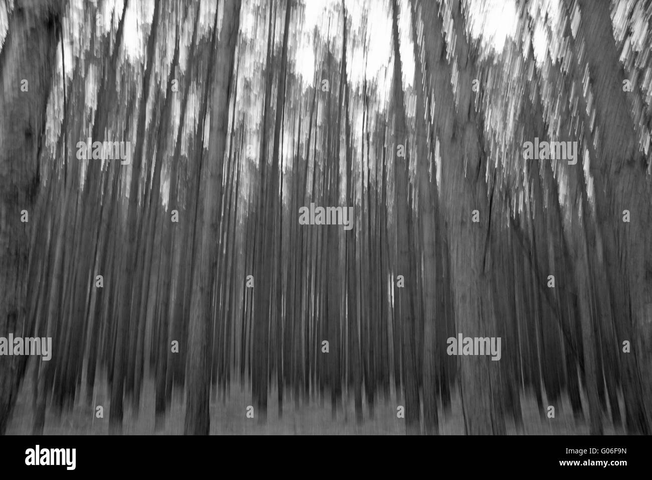 Trees in the wood Stock Photo - Alamy
