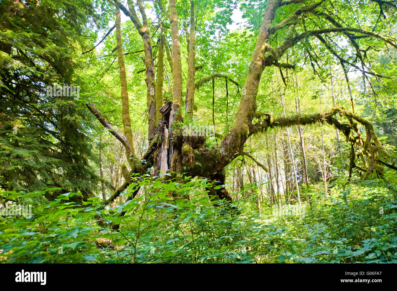 Trees in a wooded forest Stock Photo - Alamy