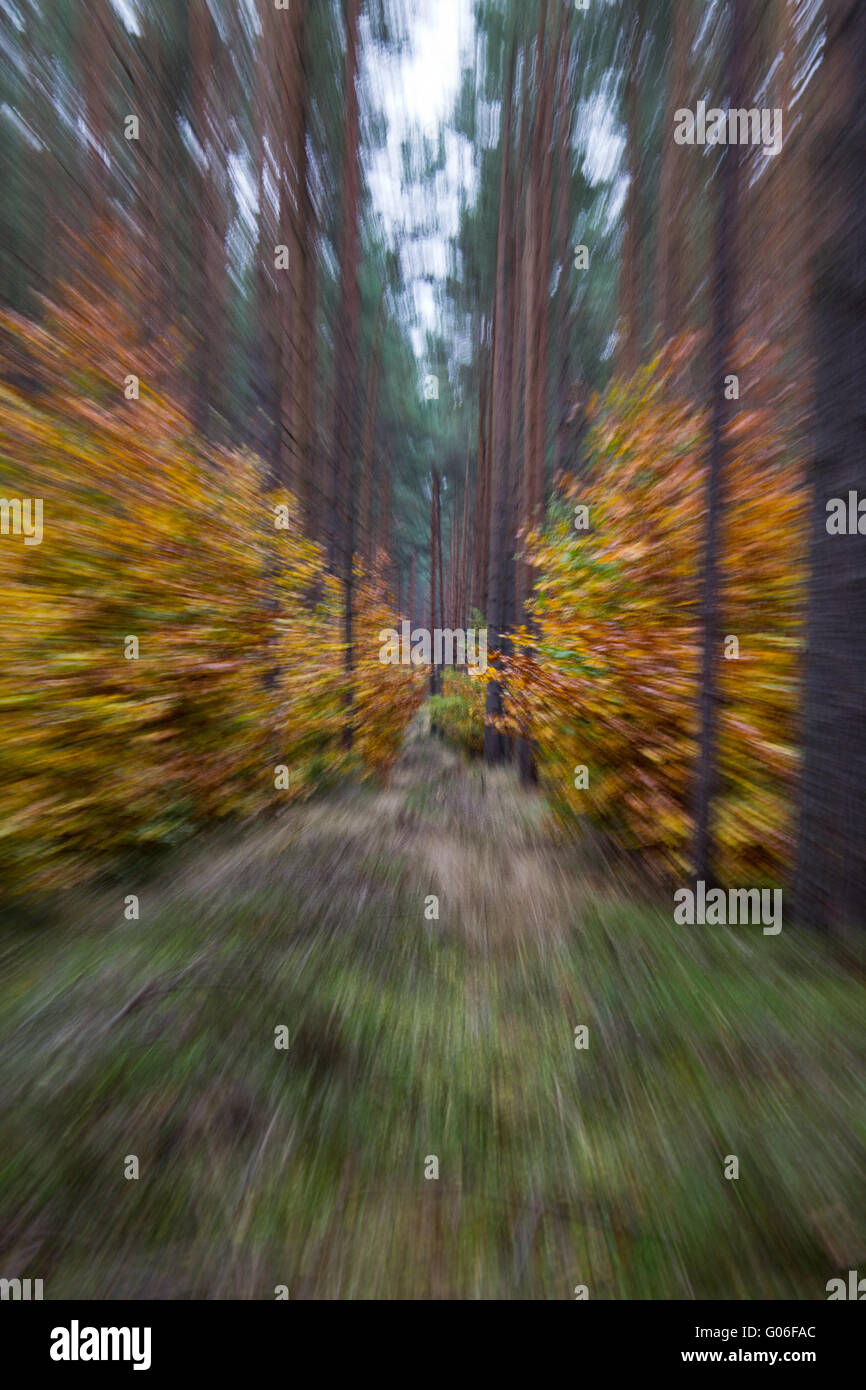 Zoom In Trees High Resolution Stock Photography and Images - Alamy