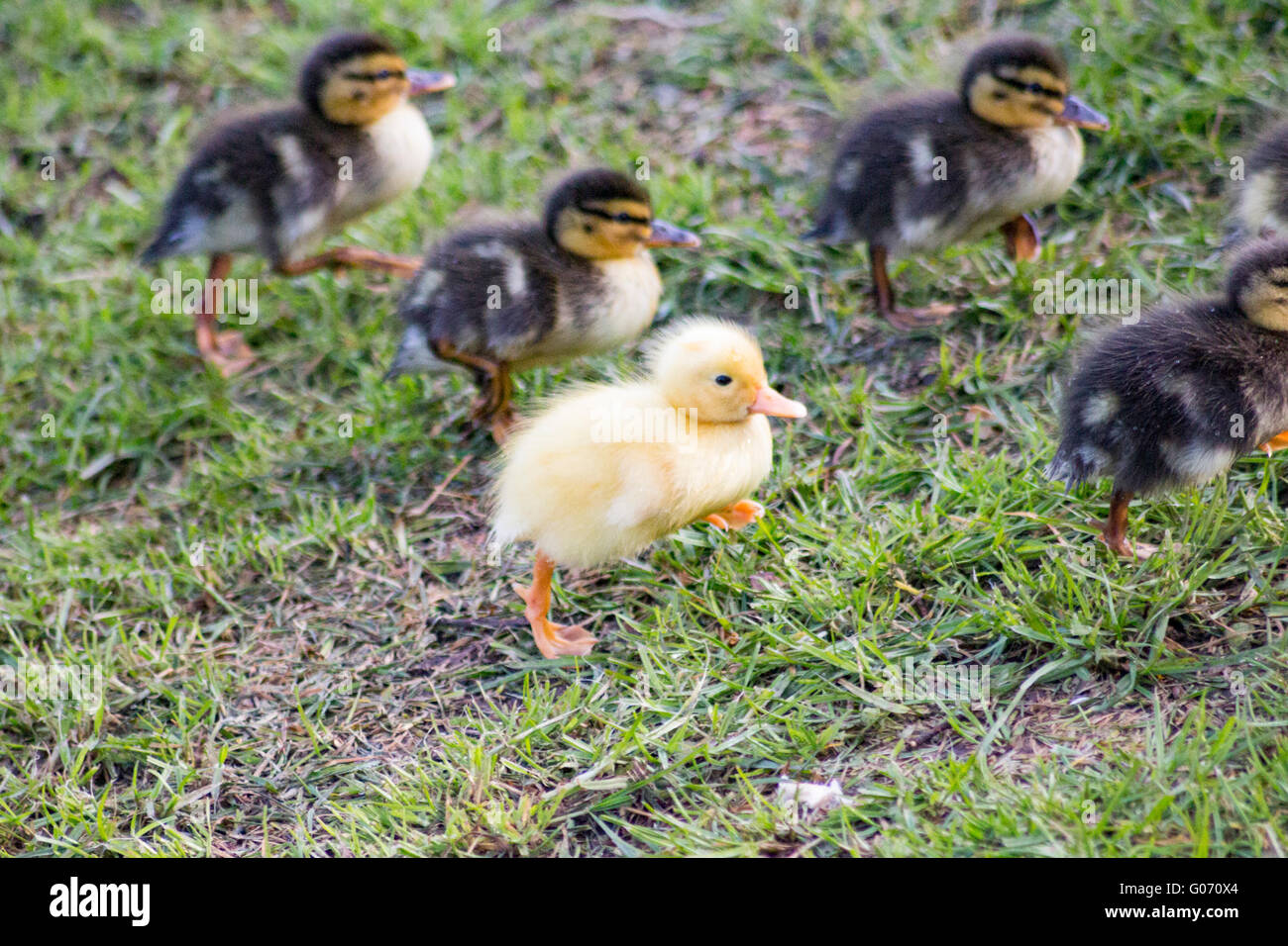 Droitwich, Worcester. England, mOther duck takes chicks accross busy ...