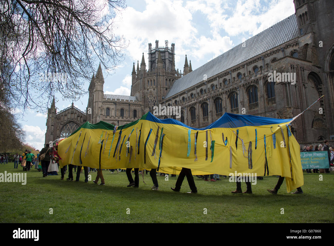 Ely, Cambridgeshire, UK. 30th April, 2016. Giant Eel making its way ...