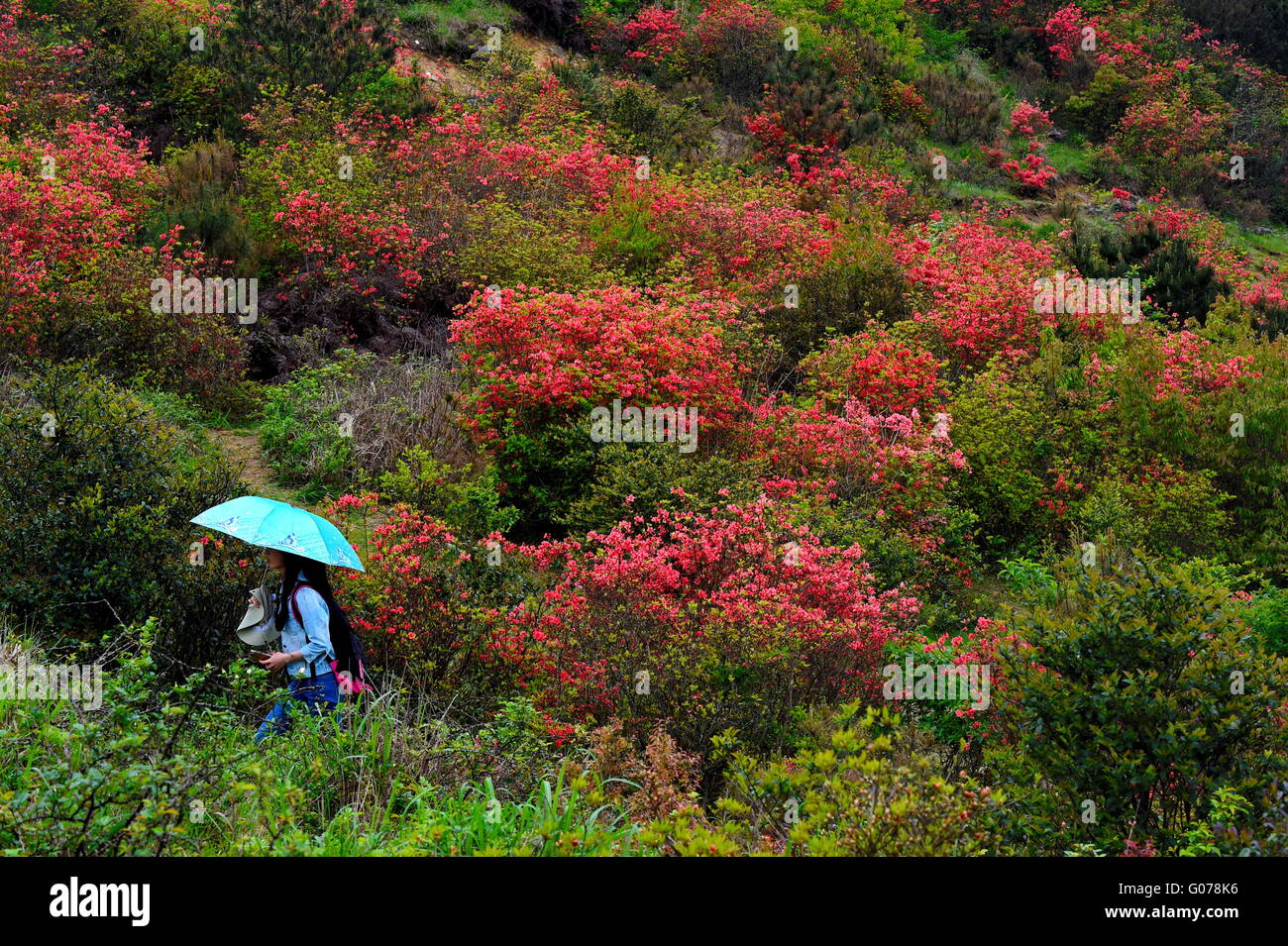 Fuzhou, China's Fujian Province. 30th Apr, 2016. Tourists walk among ...