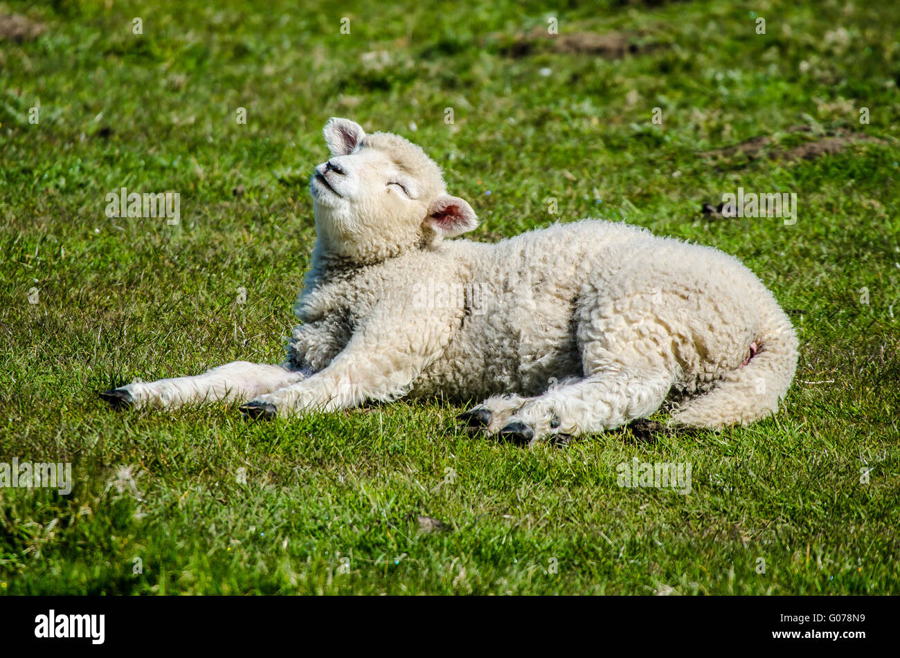 Sun bathing lamb hi-res stock photography and images - Alamy