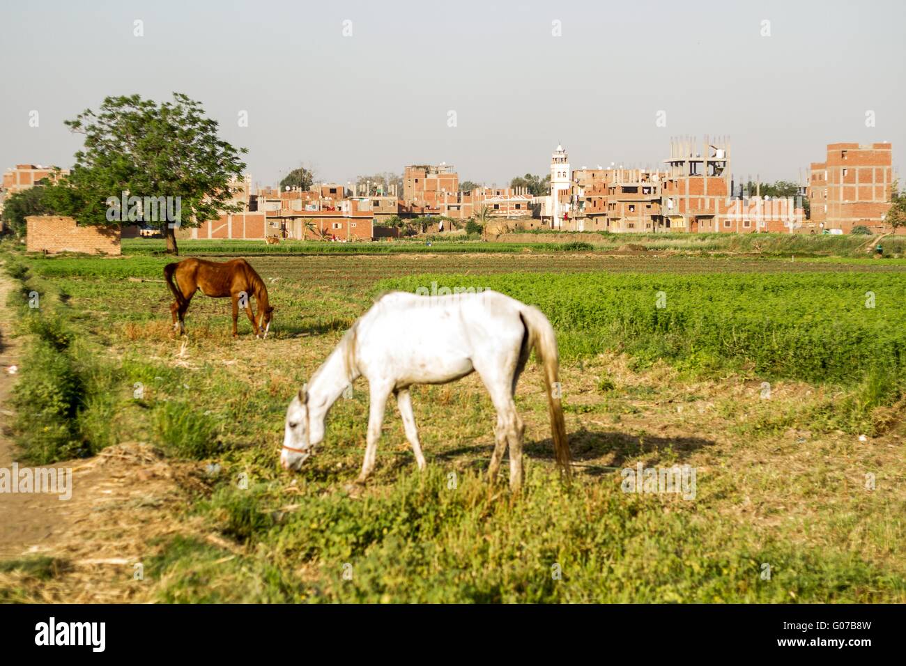 Warraq Island, Giza, Egypt. 30th Apr, 2016. Horses erosion of the land ...