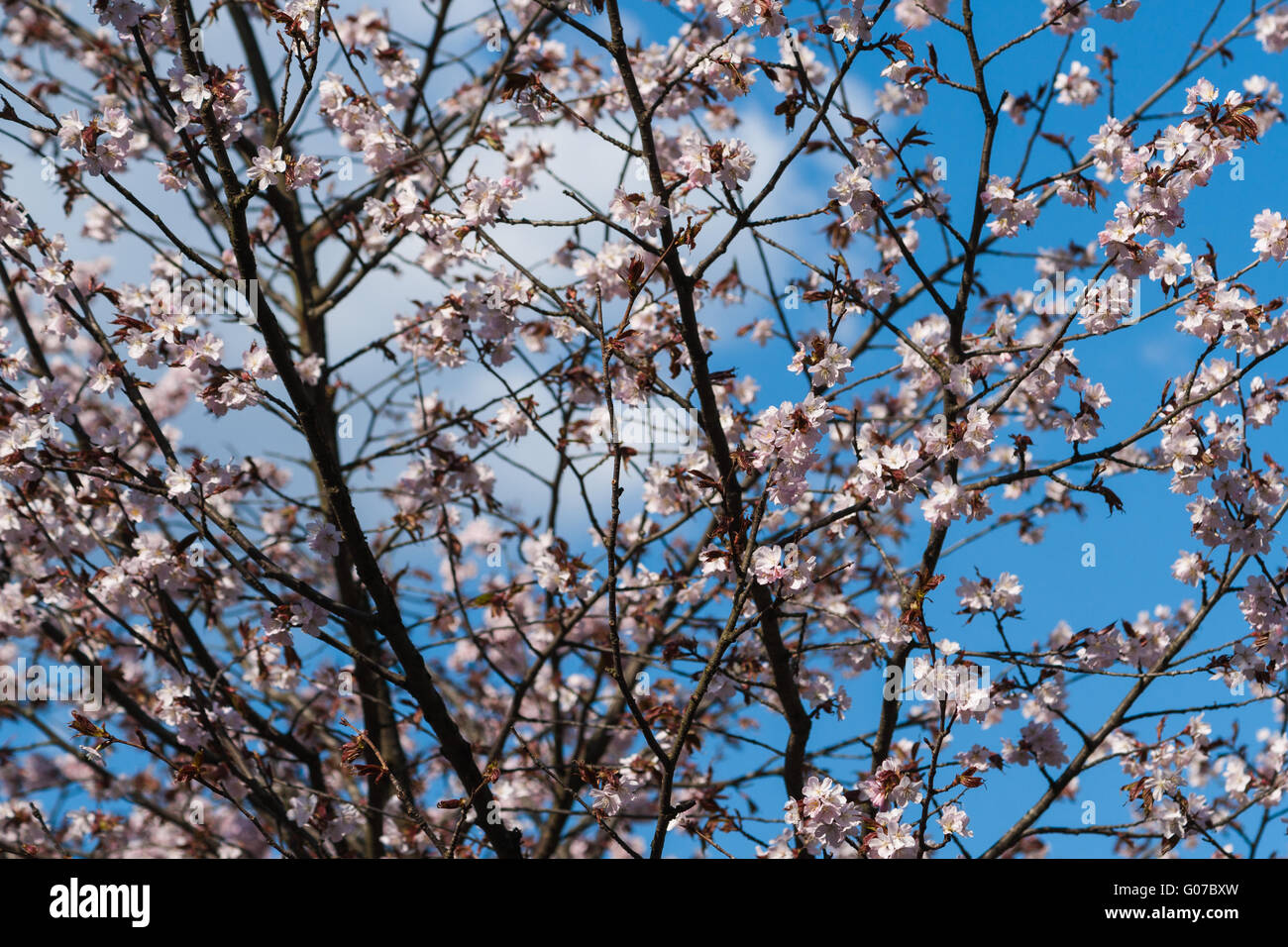 Hanami season hi-res stock photography and images - Alamy