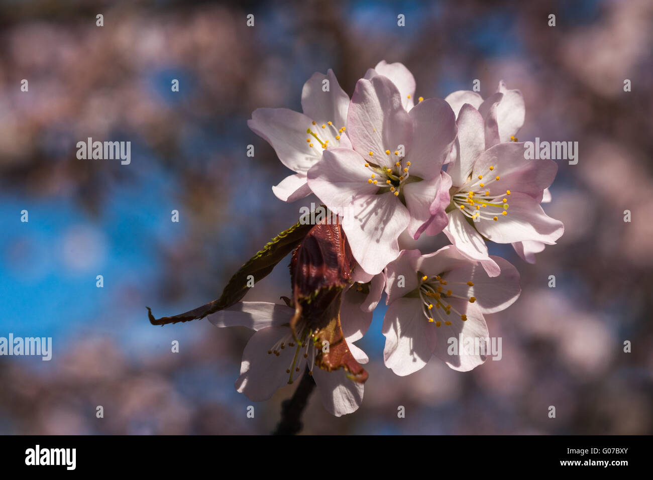 Hanami season hi-res stock photography and images - Alamy