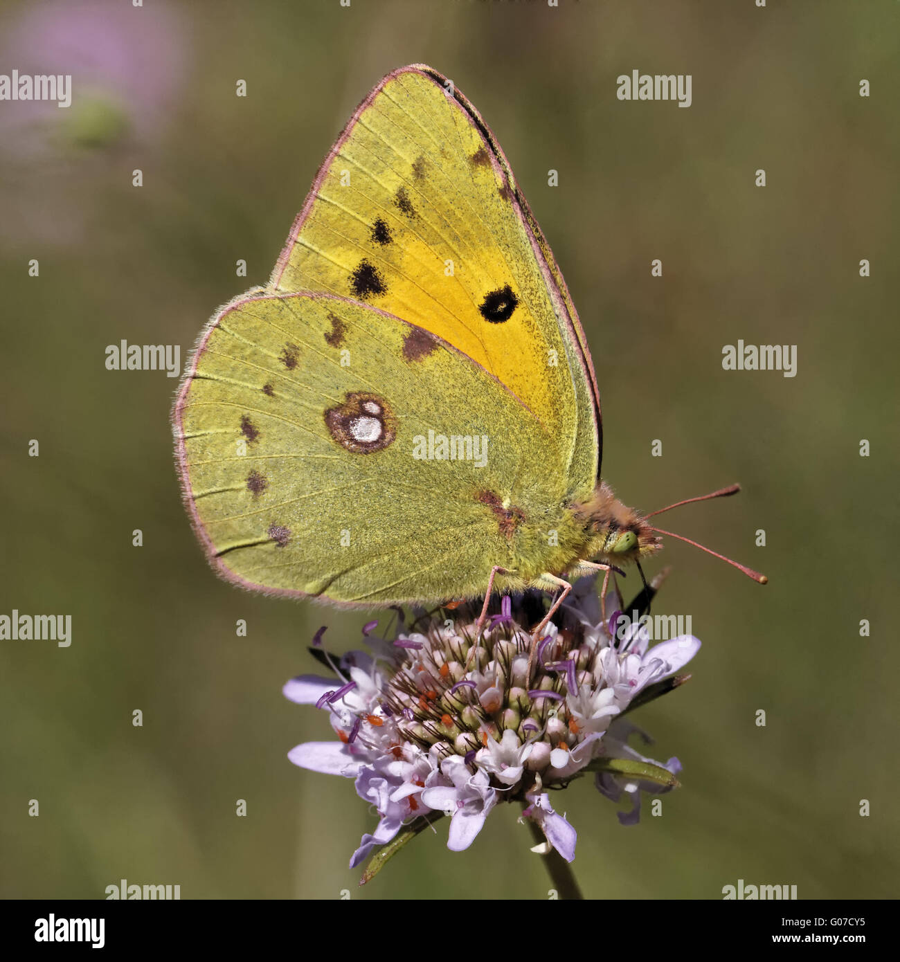 Dark clouded yell hi-res stock photography and images - Alamy