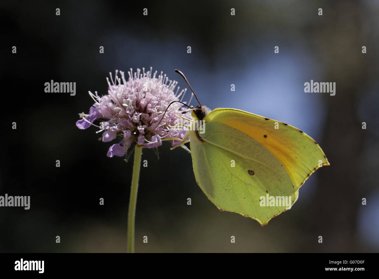 Gonepteryx cleopatra, Cleopatra butterfly (female Stock Photo - Alamy