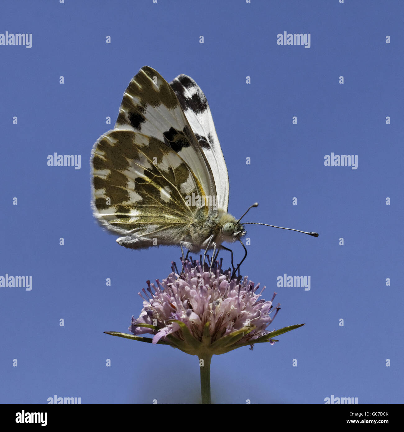 Pontia daplidice, Bath White on Scabious flower Stock Photo - Alamy