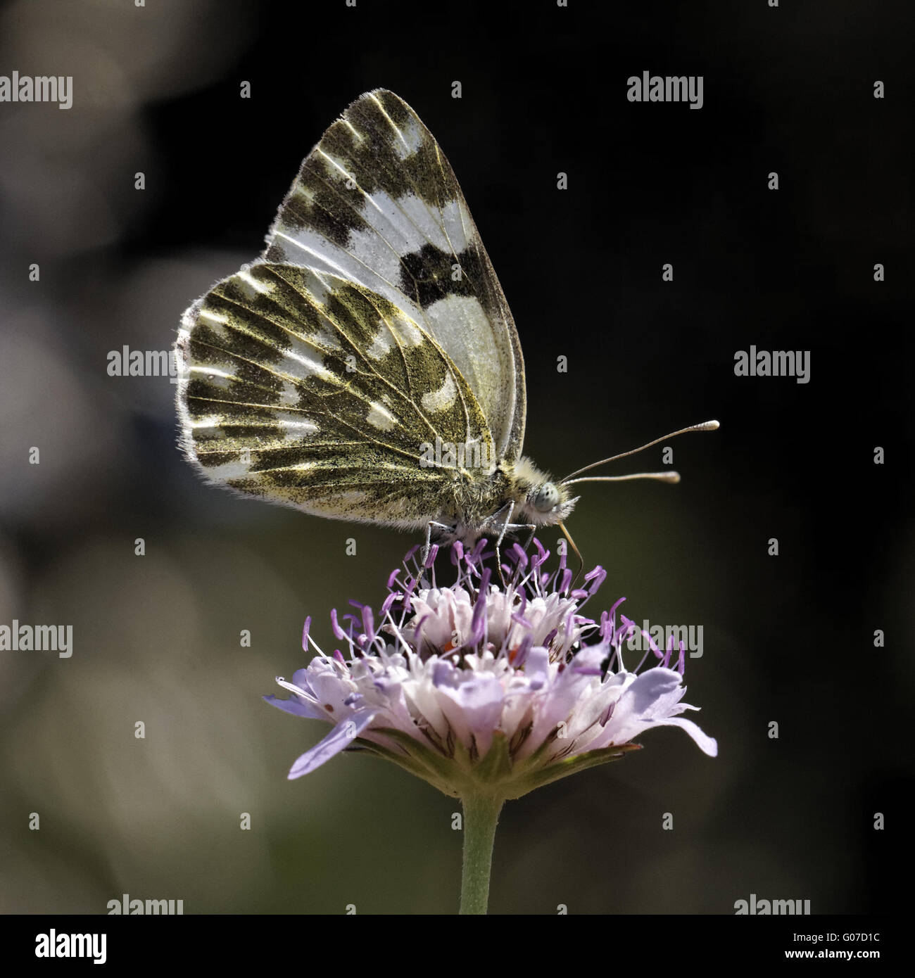 Pontia daplidice, Bath White on Scabious flower Stock Photo - Alamy