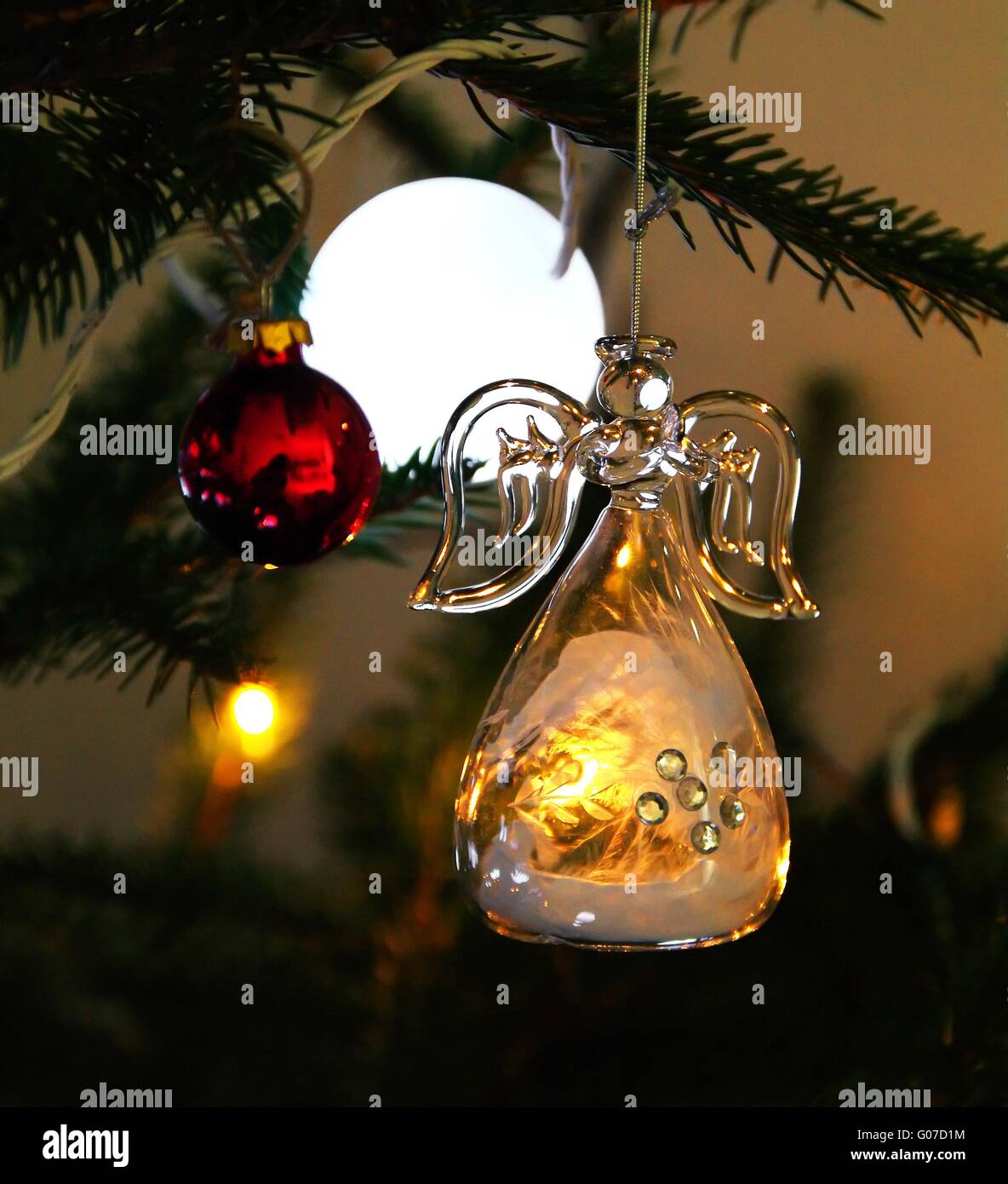 Angel wing plant hi-res stock photography and images - Alamy