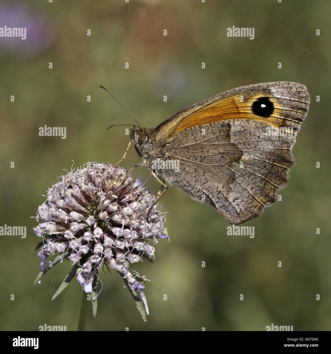 Maniola jurtina, Meadow Brown butterfly (female Stock Photo - Alamy