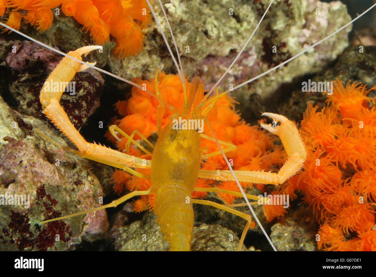 Orange cleaner shrimp Stenopus spinosus in mediterranean aquarium ...