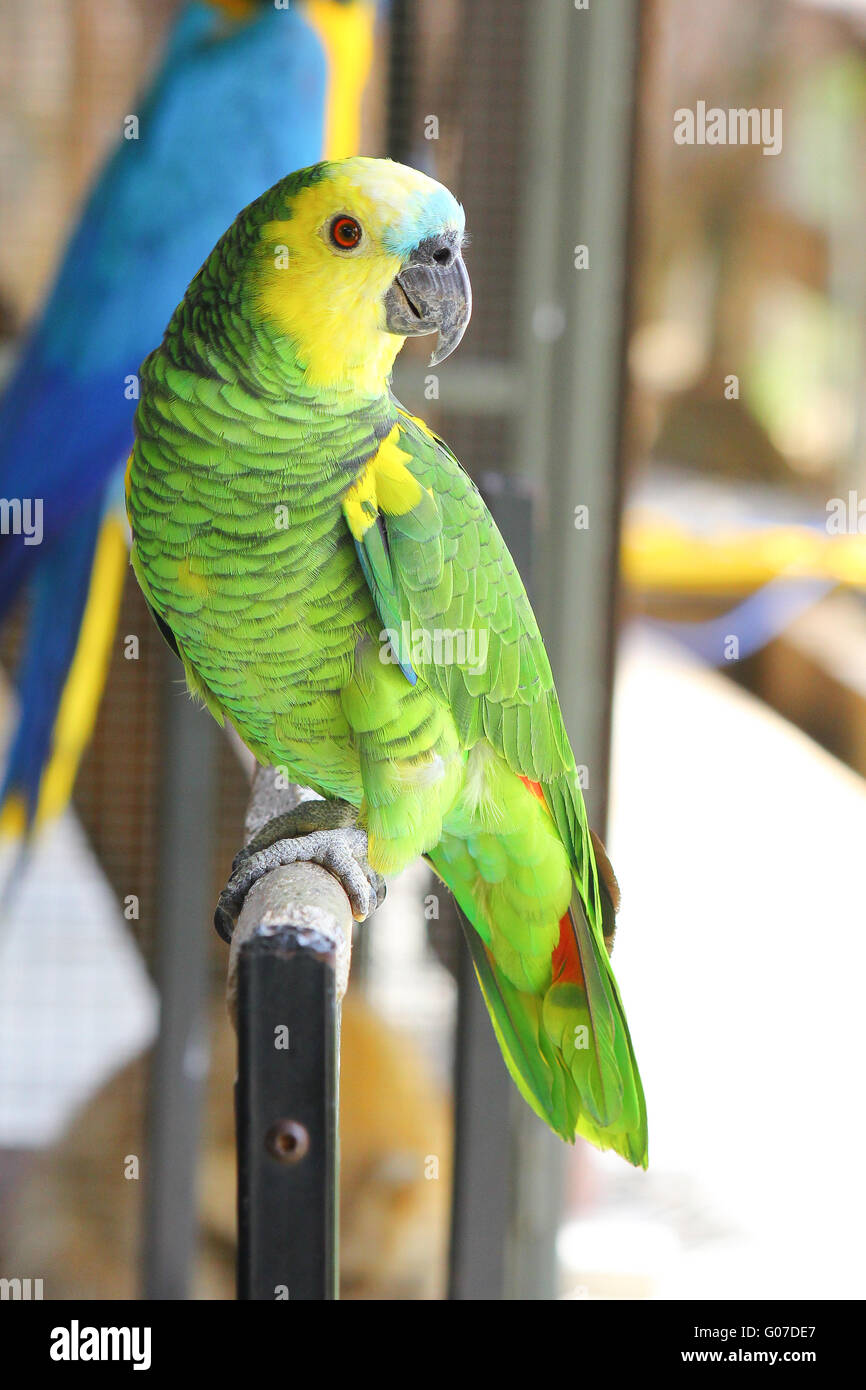 Peruvian rainforest hi-res stock photography and images - Alamy