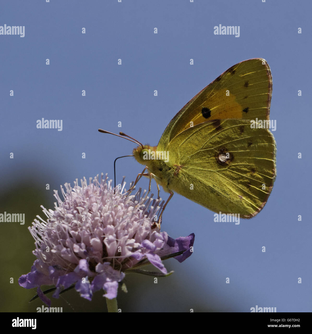 Colias crocea, Common Clouded Yellow on Scabious Stock Photo - Alamy