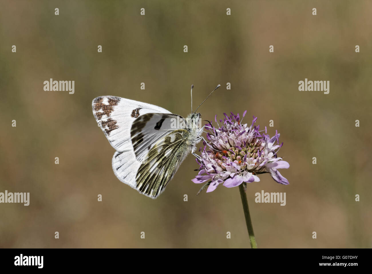 Pontia daplidice, Bath White on Scabious flower Stock Photo - Alamy
