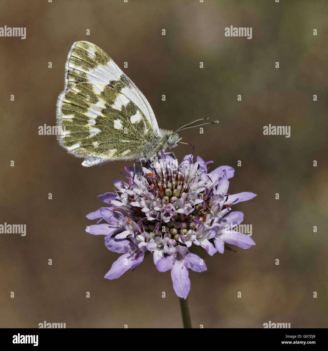 Pontia daplidice hi-res stock photography and images - Alamy