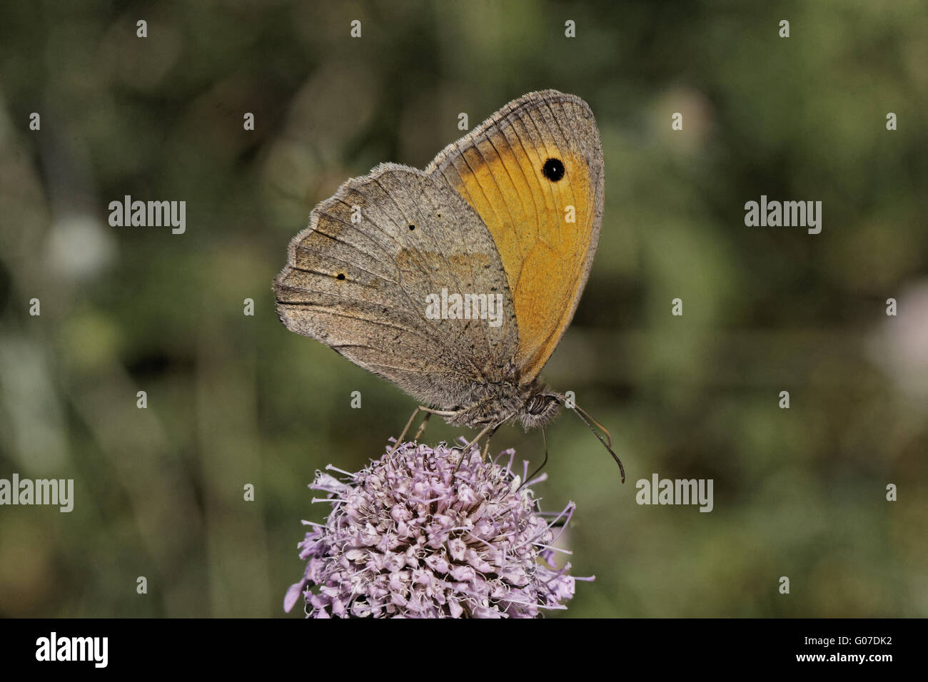 French butterfly animal animals hi-res stock photography and images - Alamy