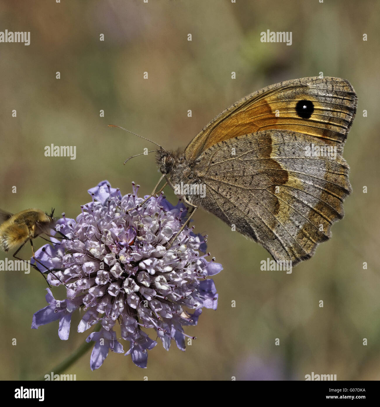 Maniola jurtina, Meadow Brown butterfly (female Stock Photo - Alamy