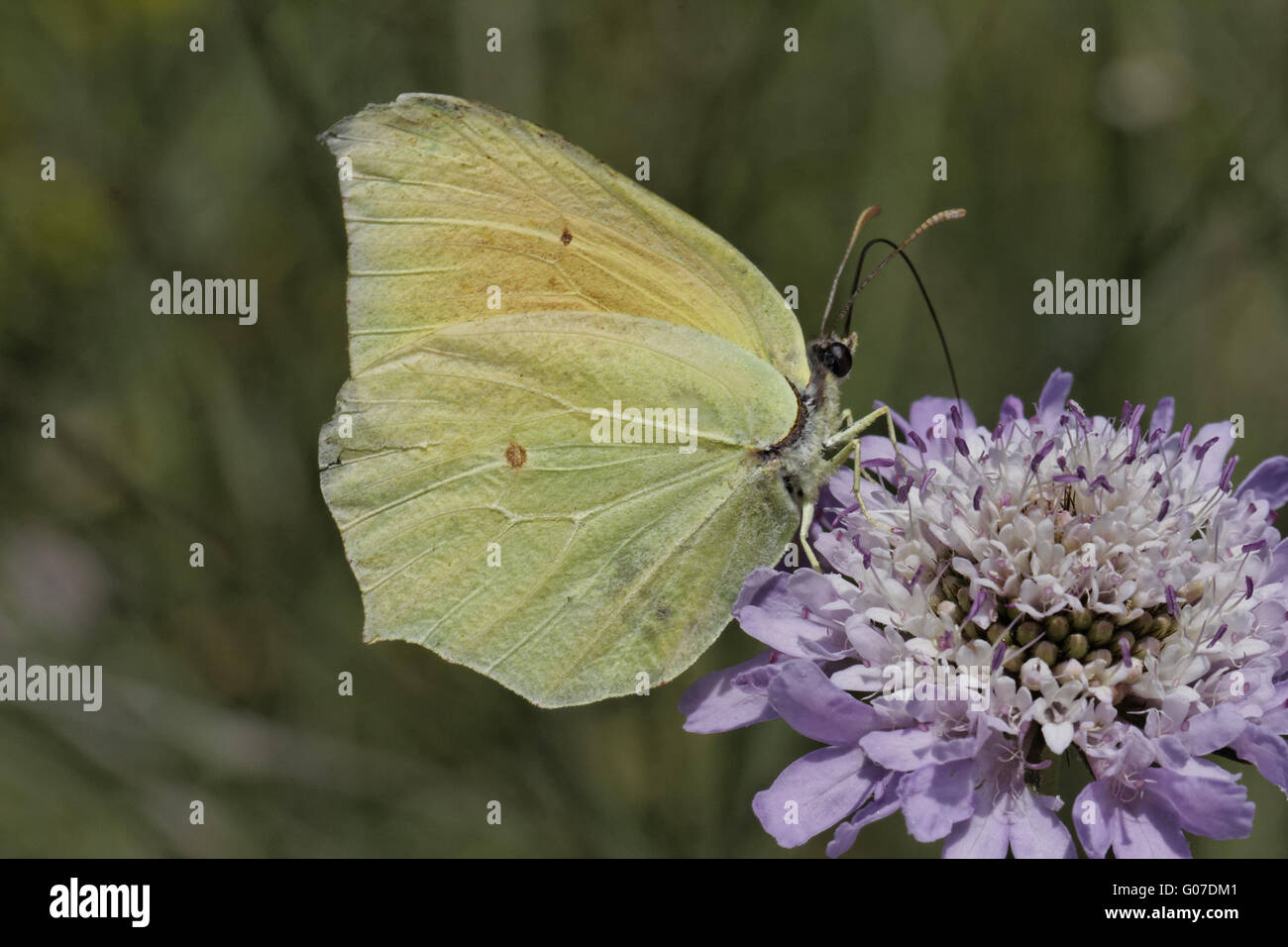 Gonepteryx cleopatra, Cleopatra butterfly (female Stock Photo - Alamy