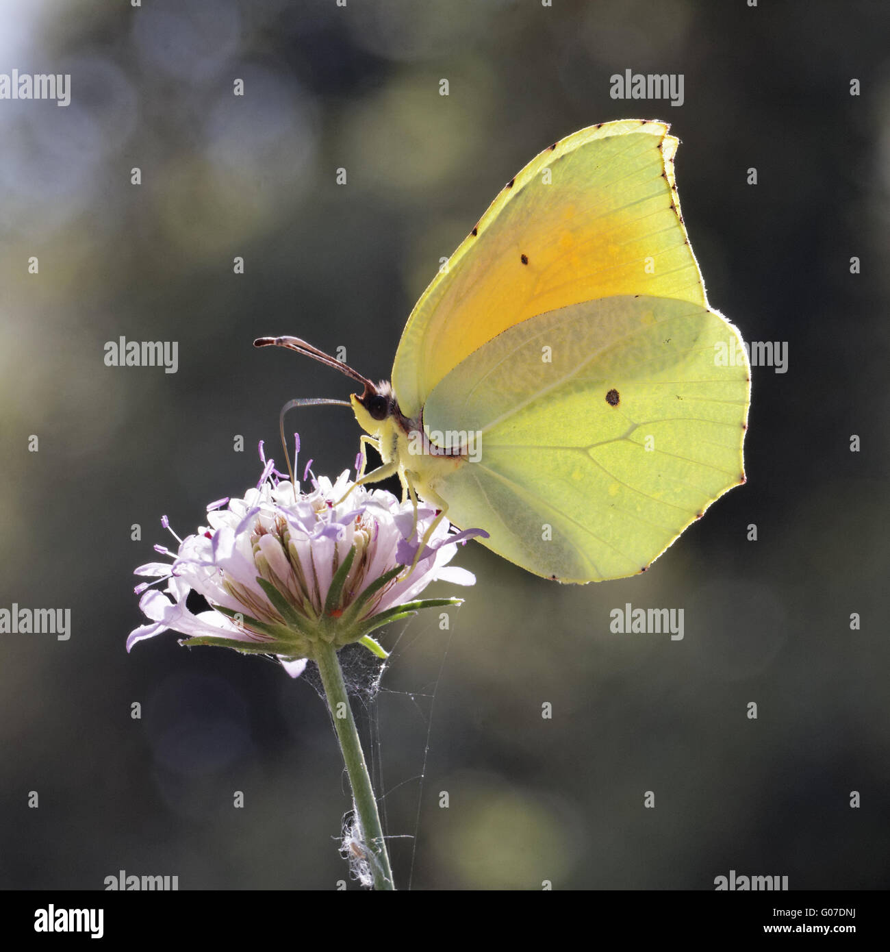 Gonepteryx cleopatra, Cleopatra butterfly (female Stock Photo - Alamy