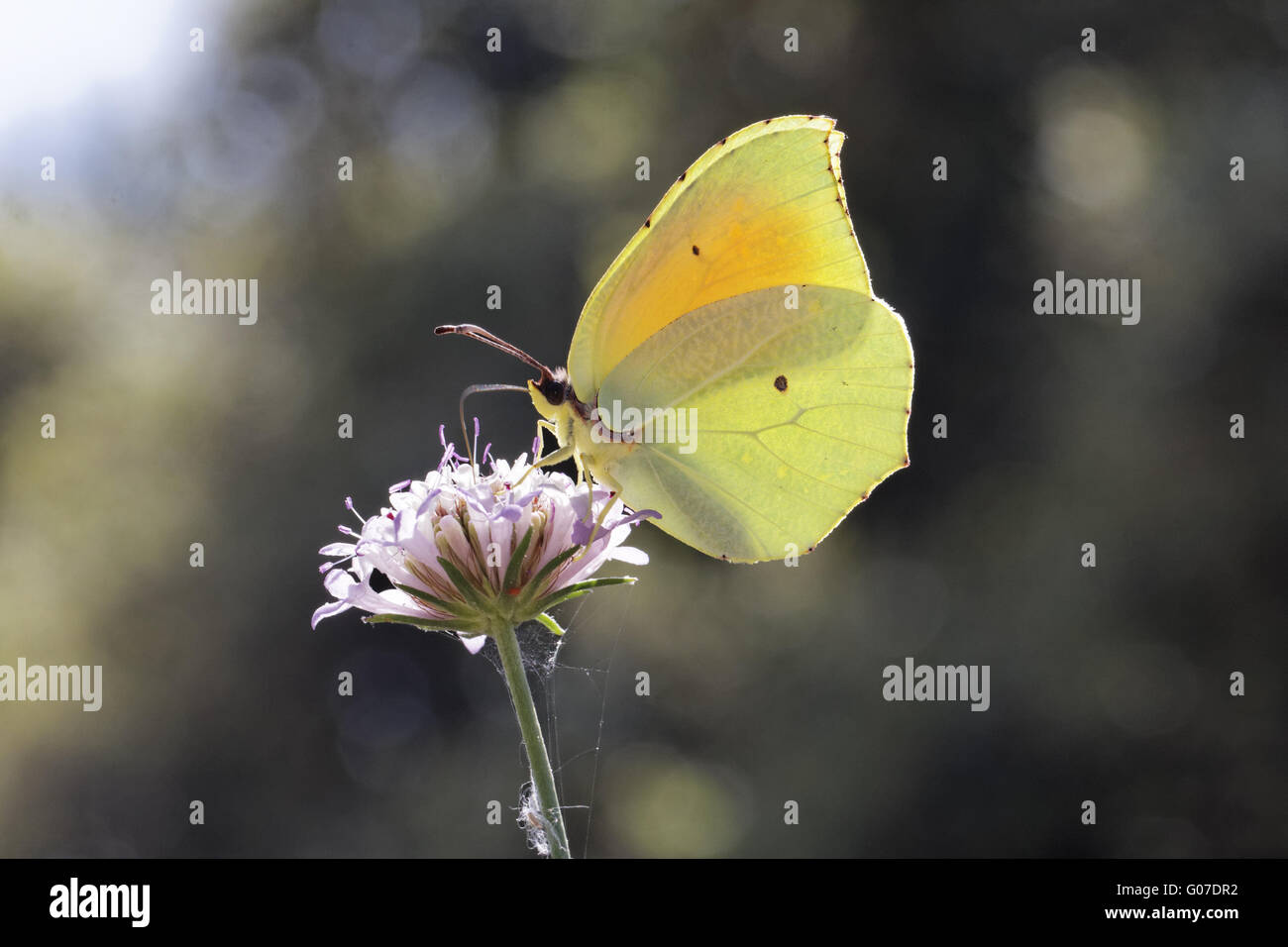 Gonepteryx cleopatra, Cleopatra butterfly (female Stock Photo - Alamy
