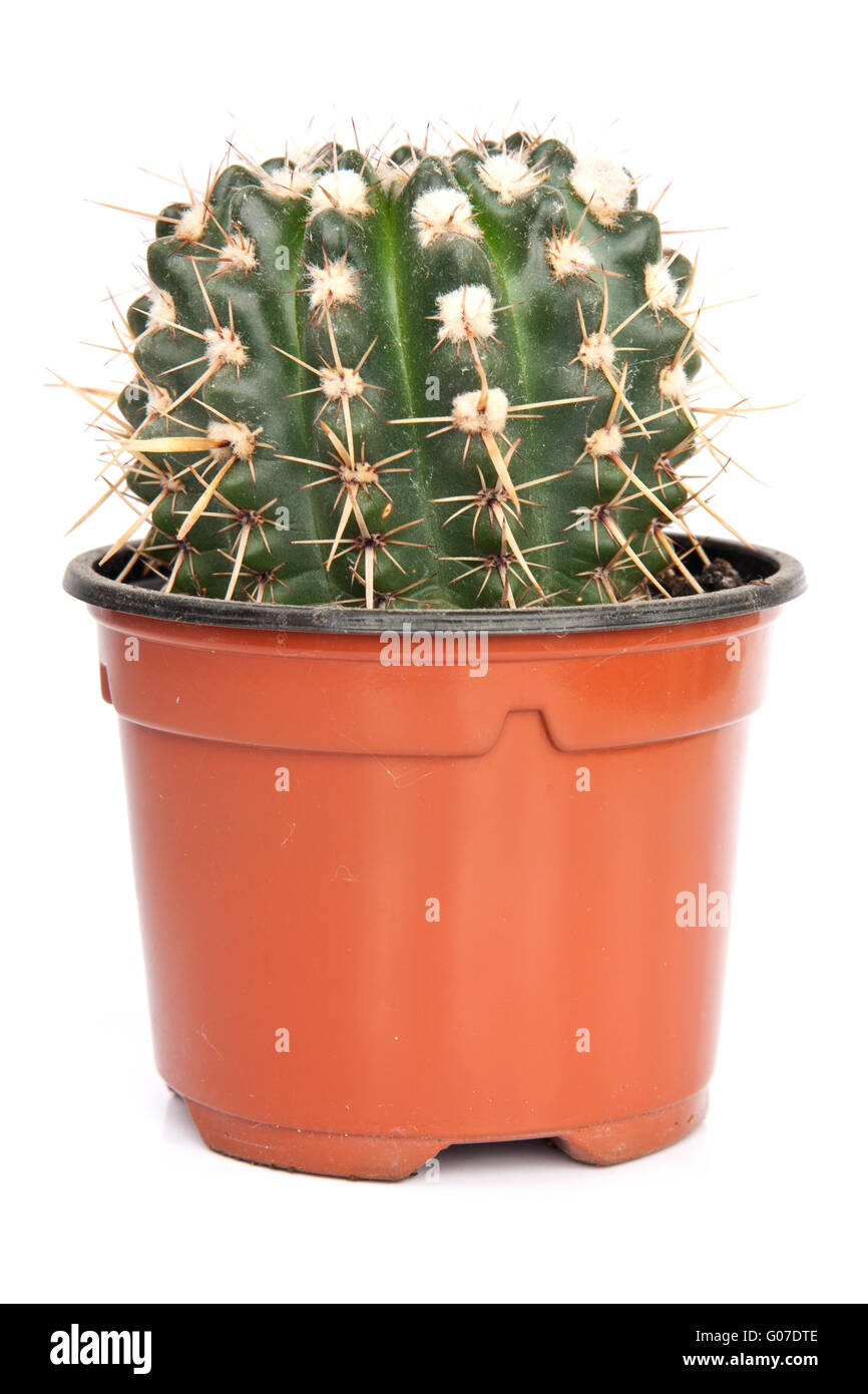 Vibrant flower shop Cut Out Stock Images & Pictures - Alamy