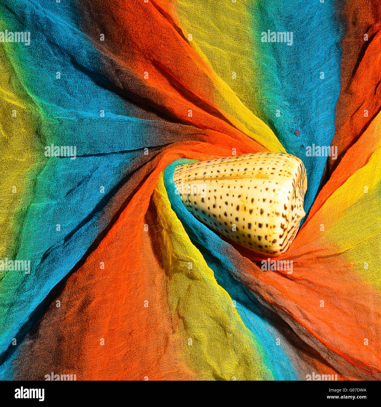 Yellow sea snail hi-res stock photography and images - Alamy