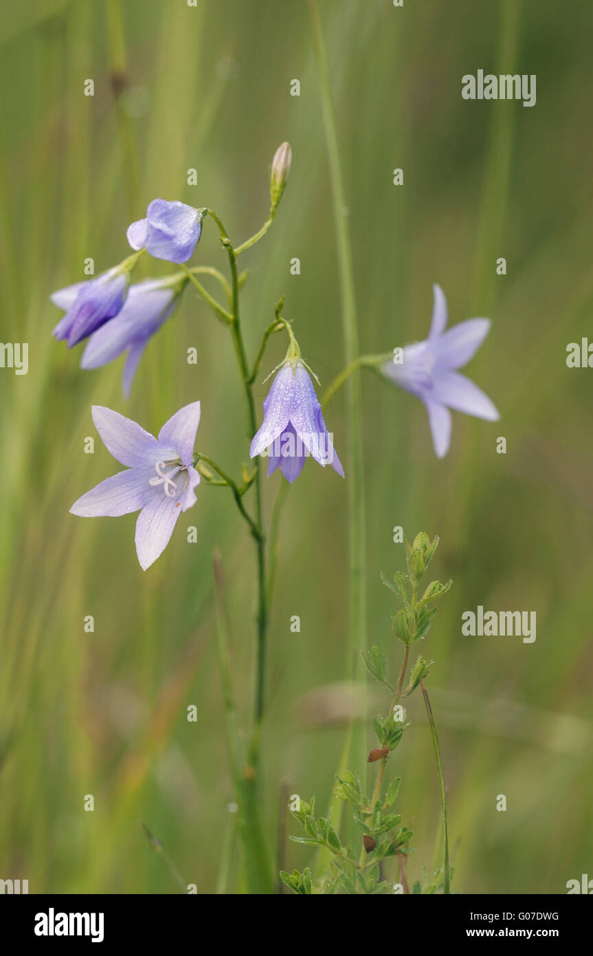 Spreading Bellflower (Campanula patula), Germany Stock Photo - Alamy