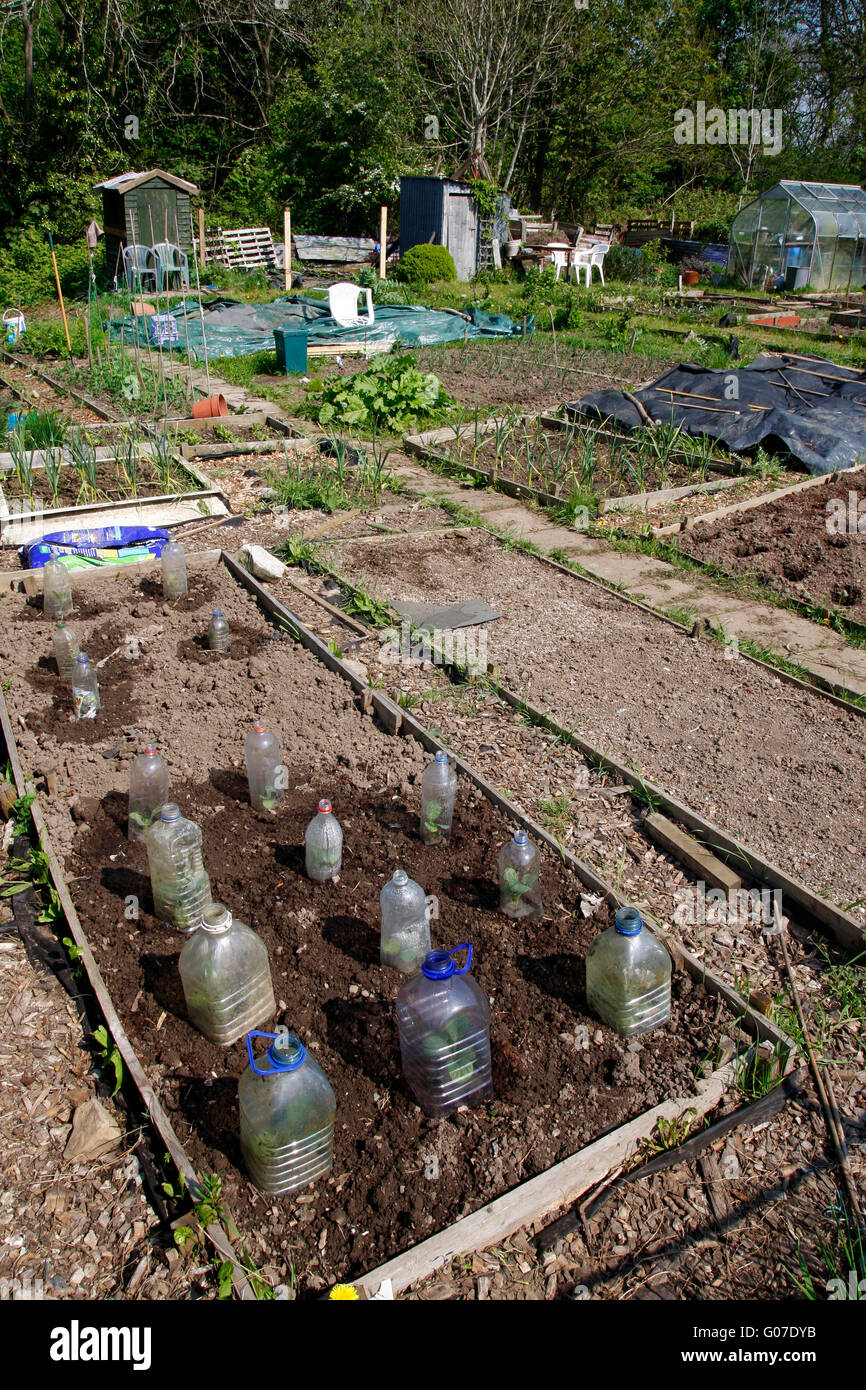 Allotment plot spring hi-res stock photography and images - Alamy