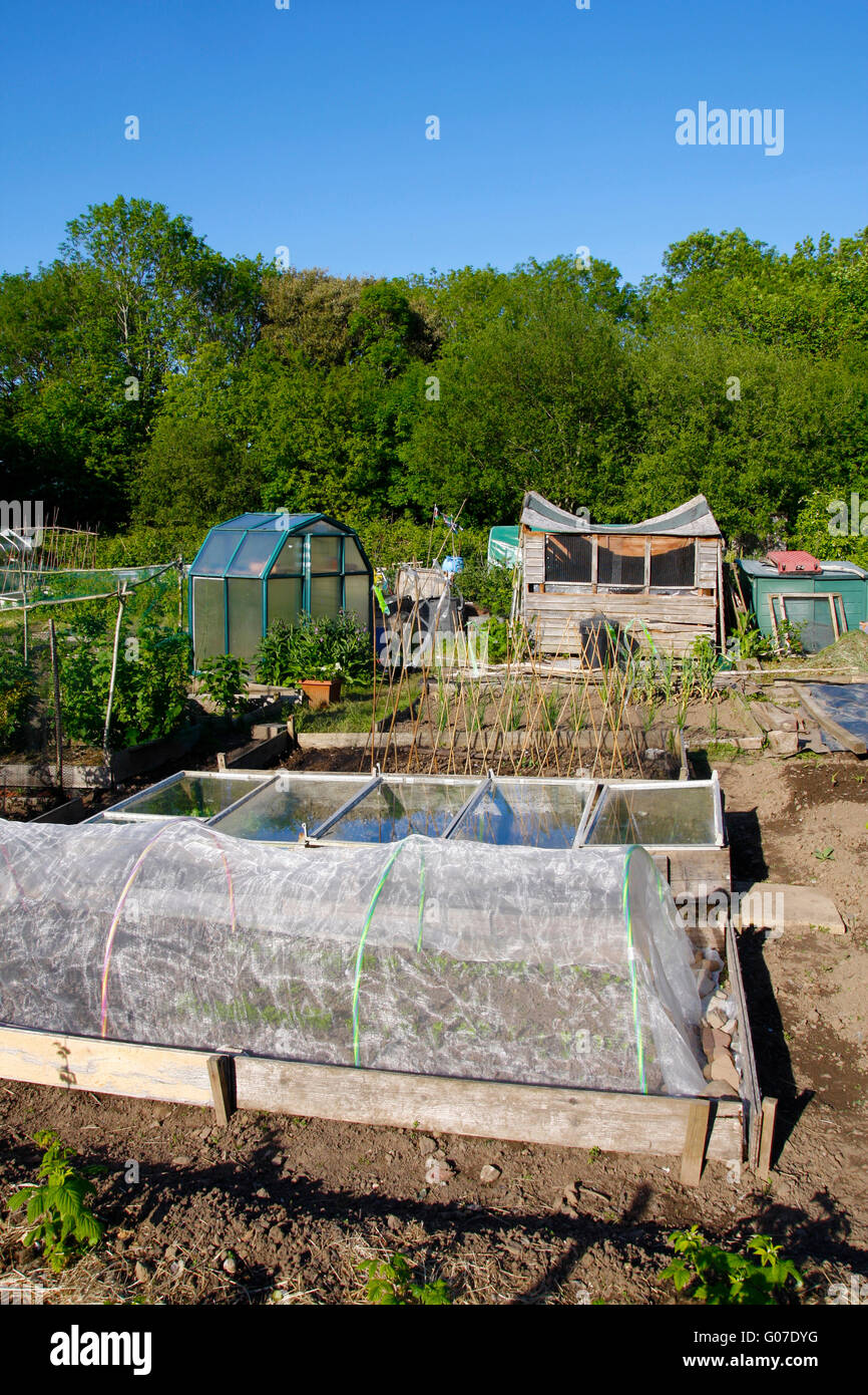 Growing food in an allotment in Summer Stock Photo - Alamy