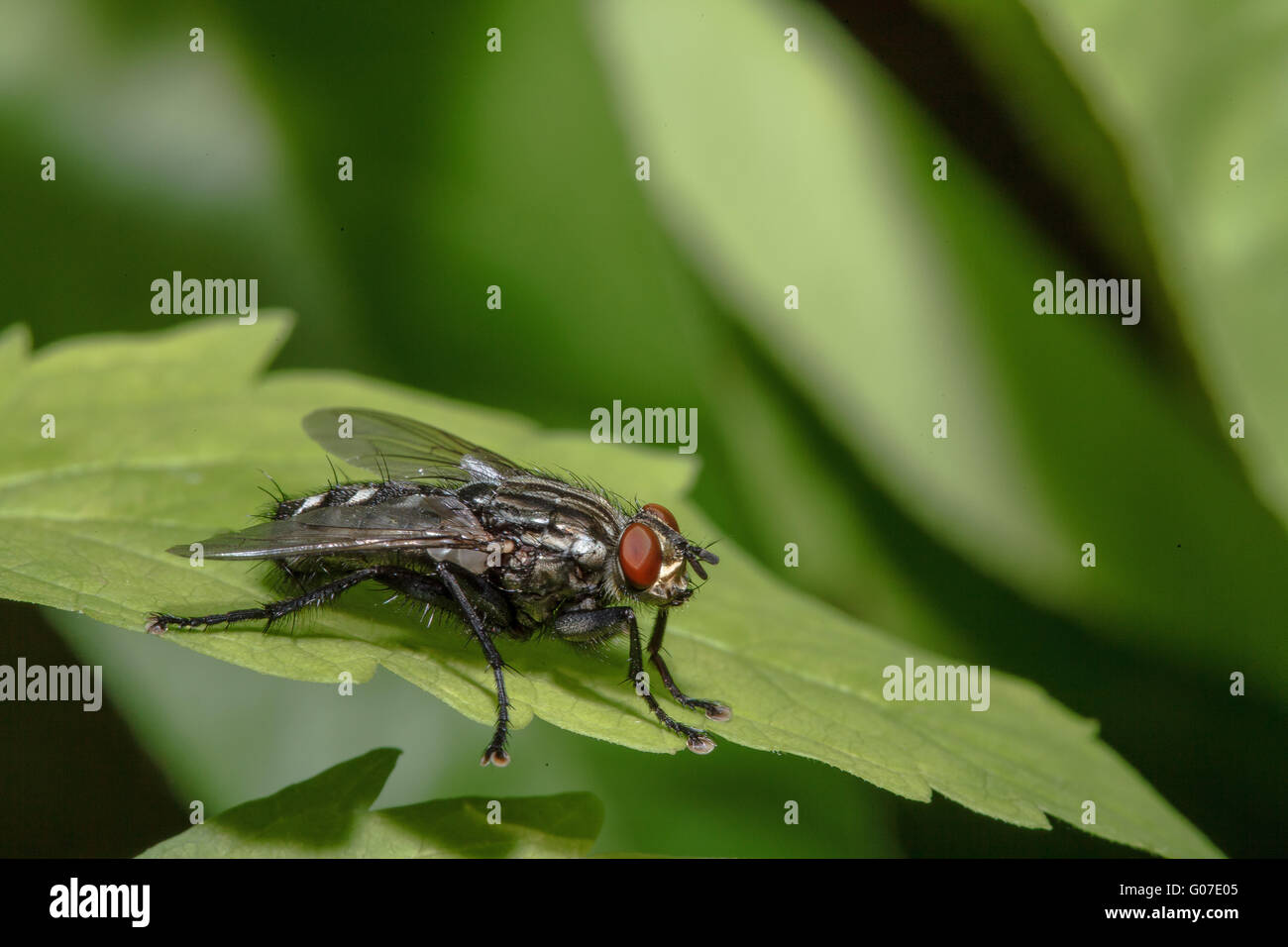 Fly Stock Photo - Alamy