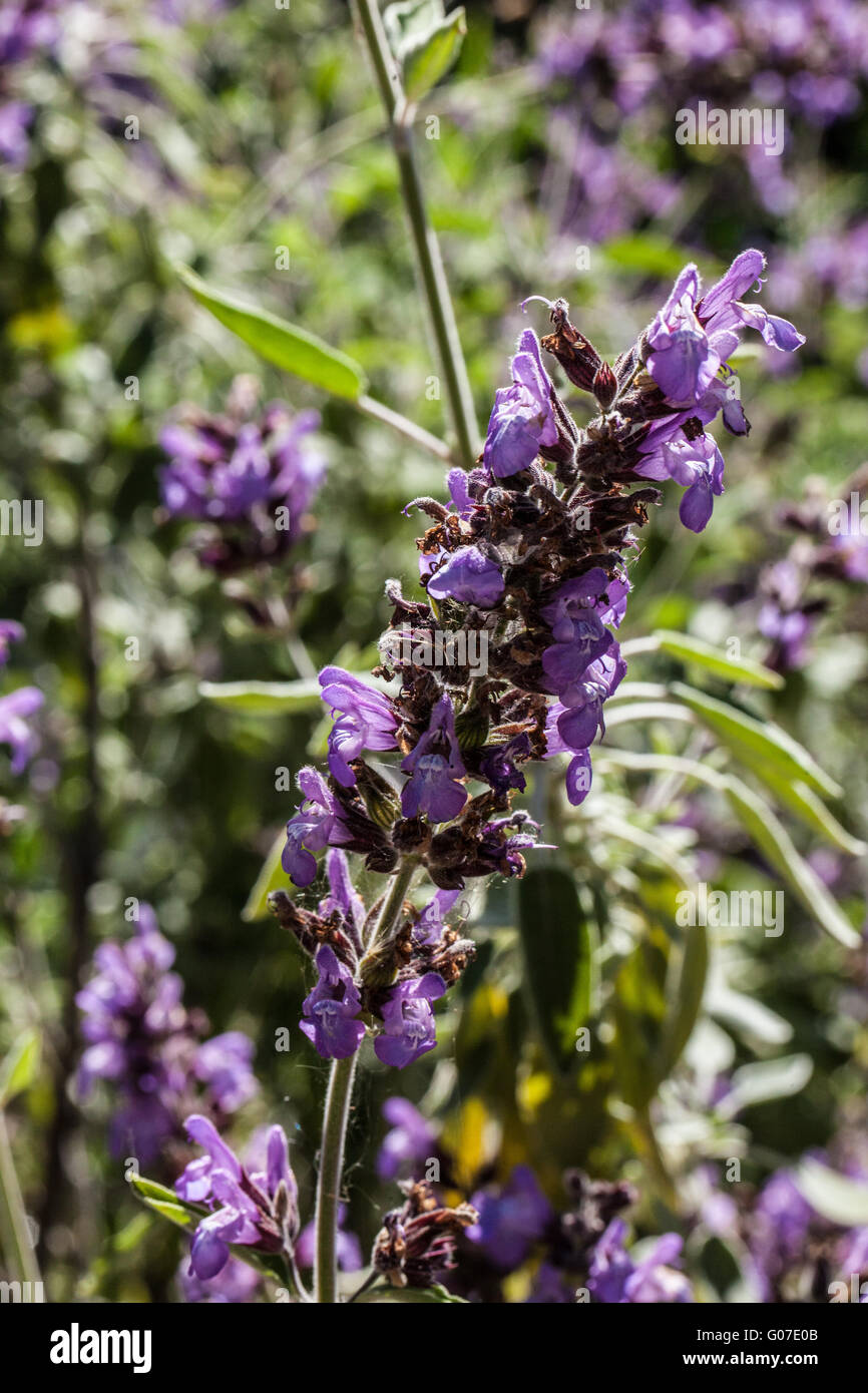 Salvia officinalis salvia hi-res stock photography and images - Alamy