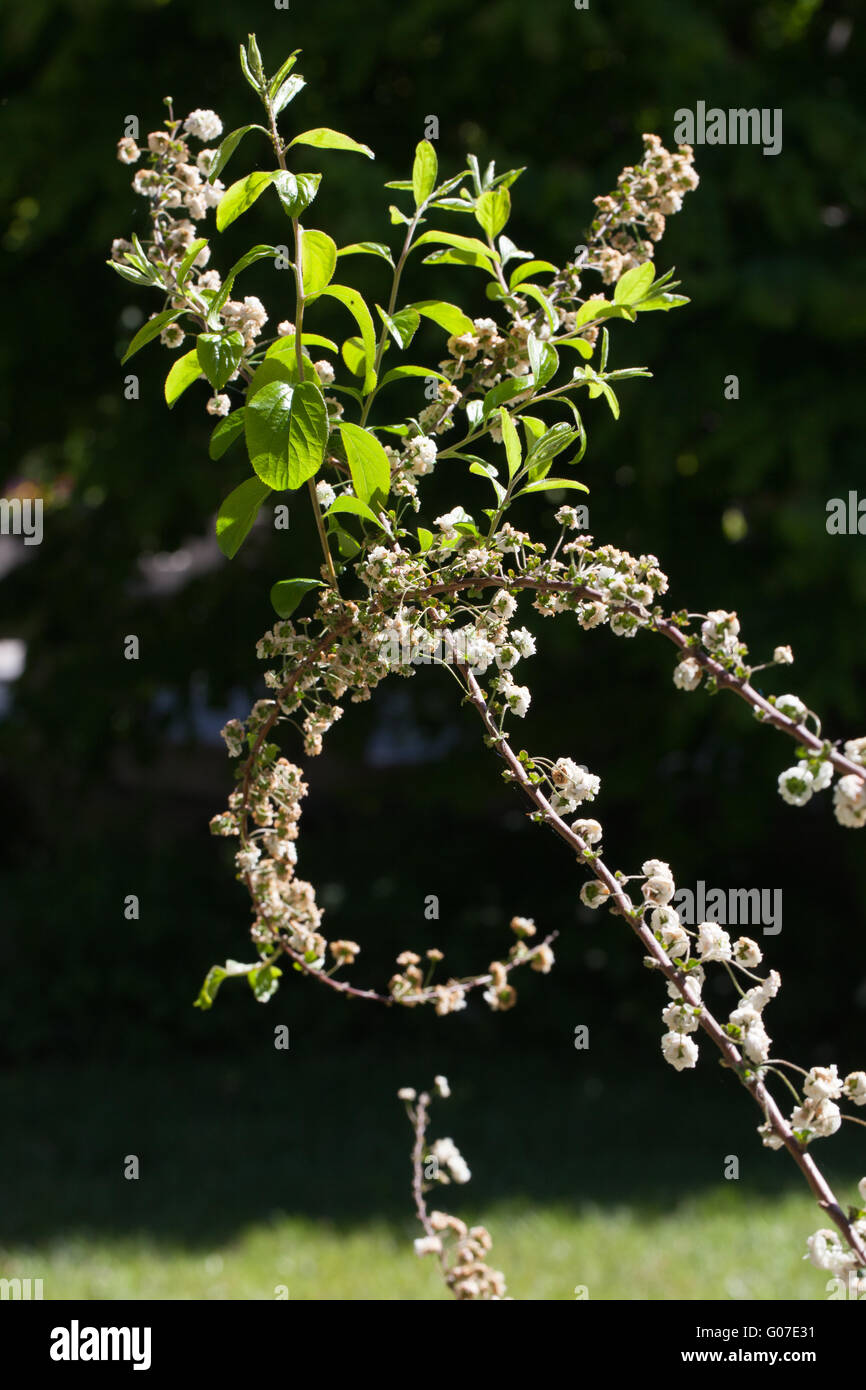 Prunifolia hi-res stock photography and images - Alamy