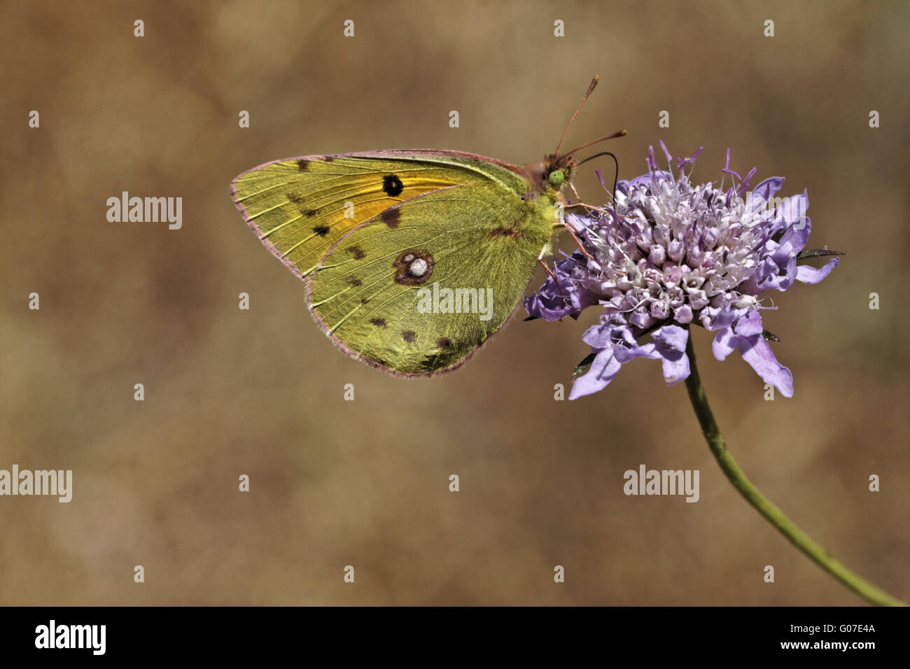 Colias crocea, Common Clouded Yellow on Scabious Stock Photo - Alamy