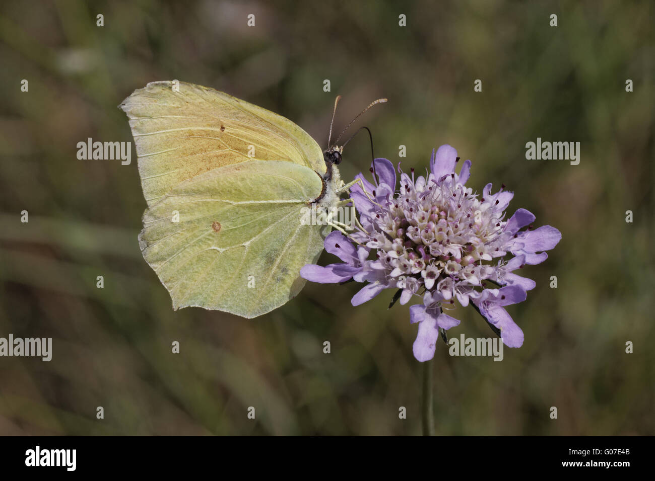 Gonepteryx cleopatra, Cleopatra butterfly (female Stock Photo - Alamy