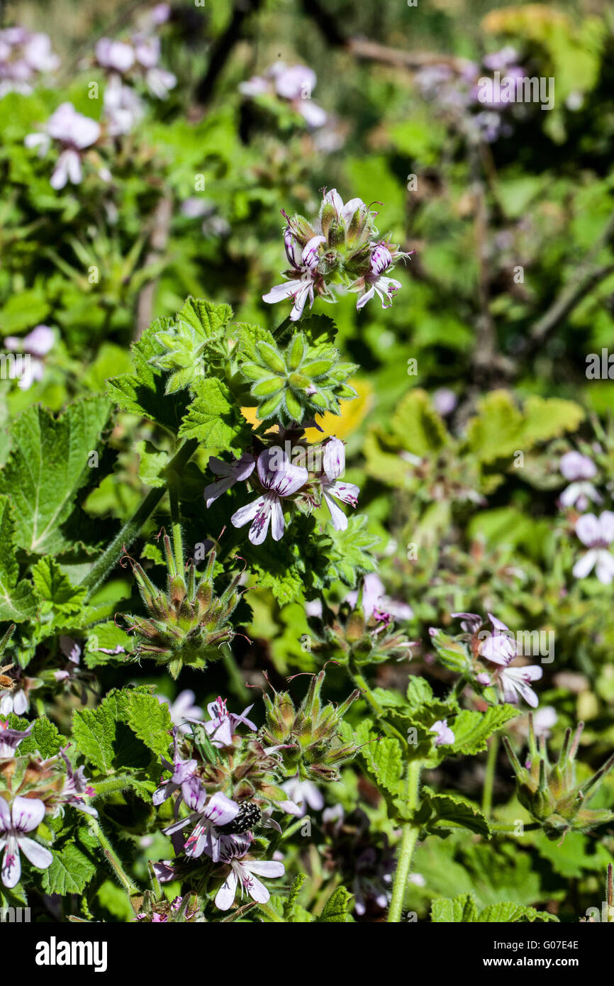 Name majus hi-res stock photography and images - Alamy