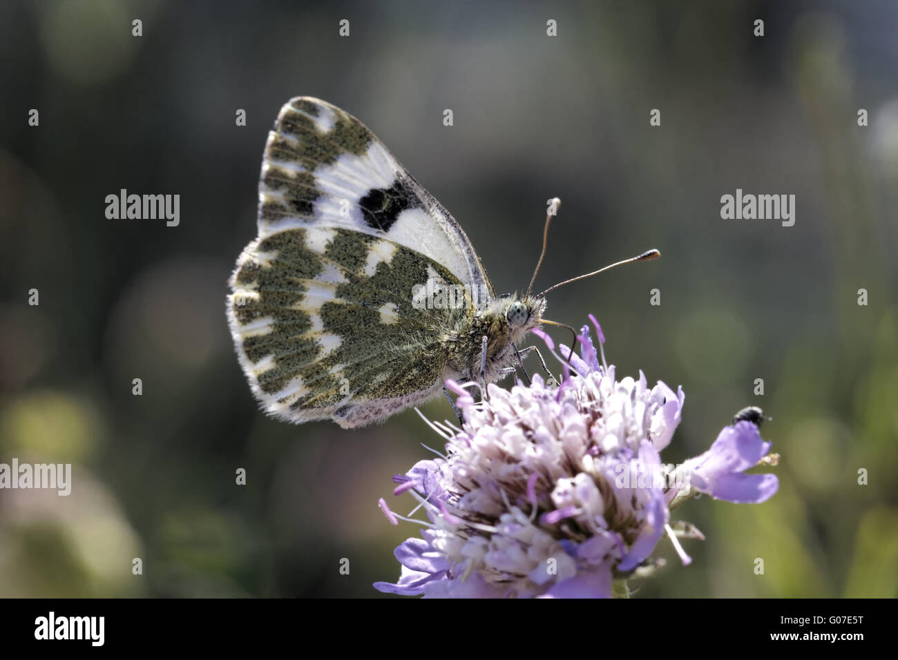 Underside bath white hi-res stock photography and images - Alamy
