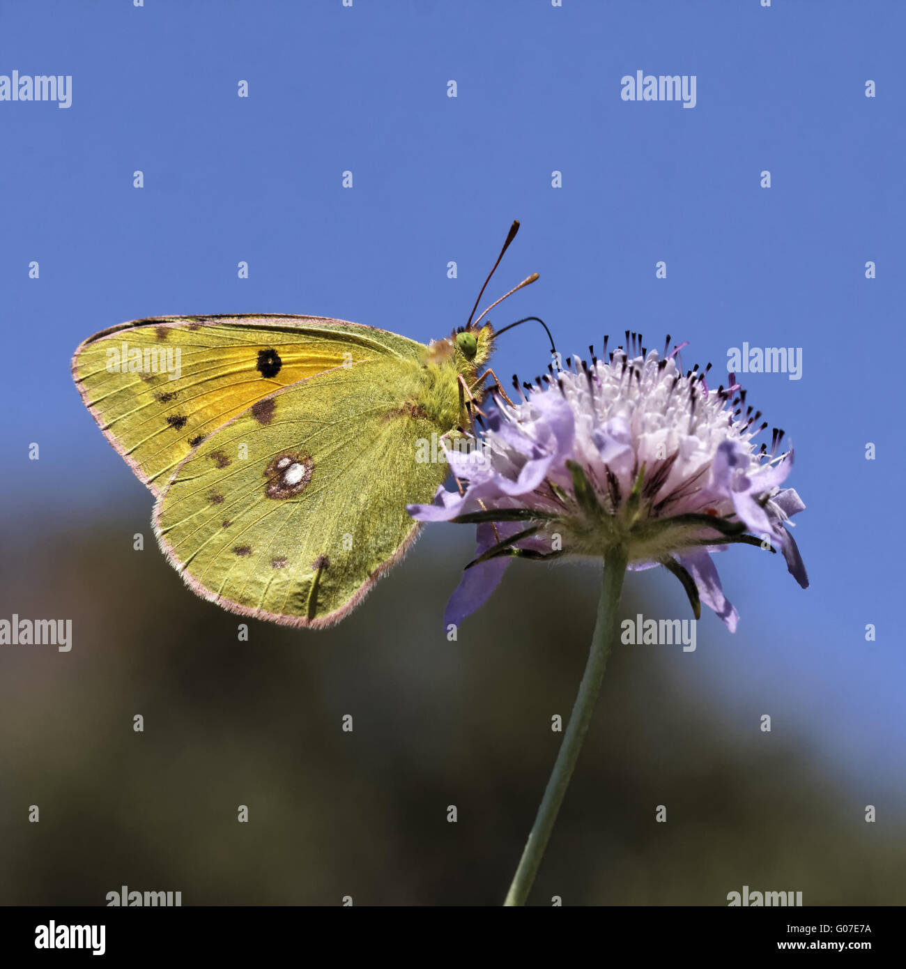 Colias crocea, Clouded Yellow on Scabious flower Stock Photo - Alamy