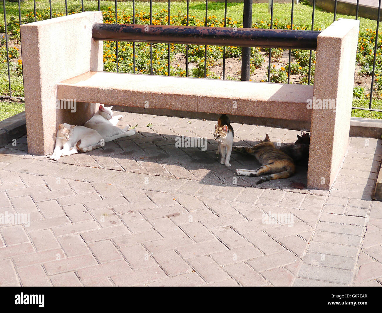 Lima Parque Kennedy which is a cat park which is full of stray cats ...