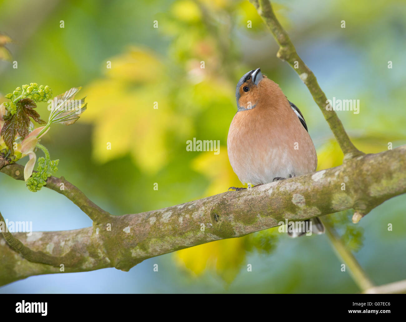 Cute little Common chaffinch on a tree branch looking up Stock Photo ...