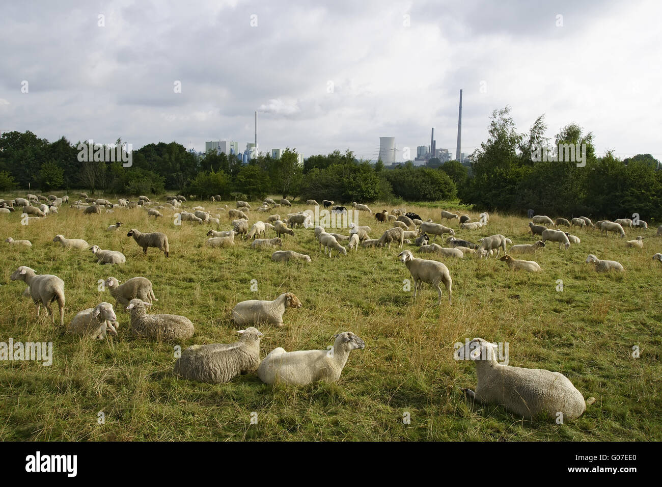 Flock of sheep in front of coal-fired power plant Stock Photo - Alamy