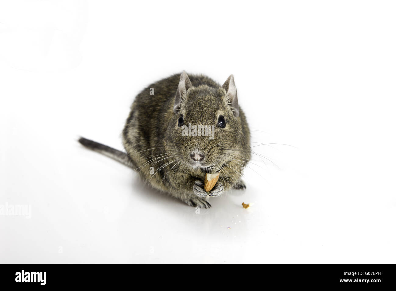Degu octodon degus hi-res stock photography and images - Alamy