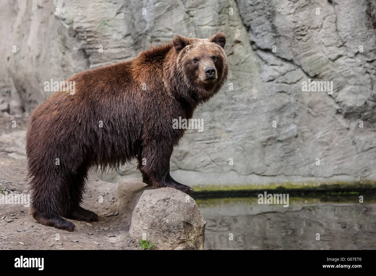 Teddy bear look hi-res stock photography and images - Alamy