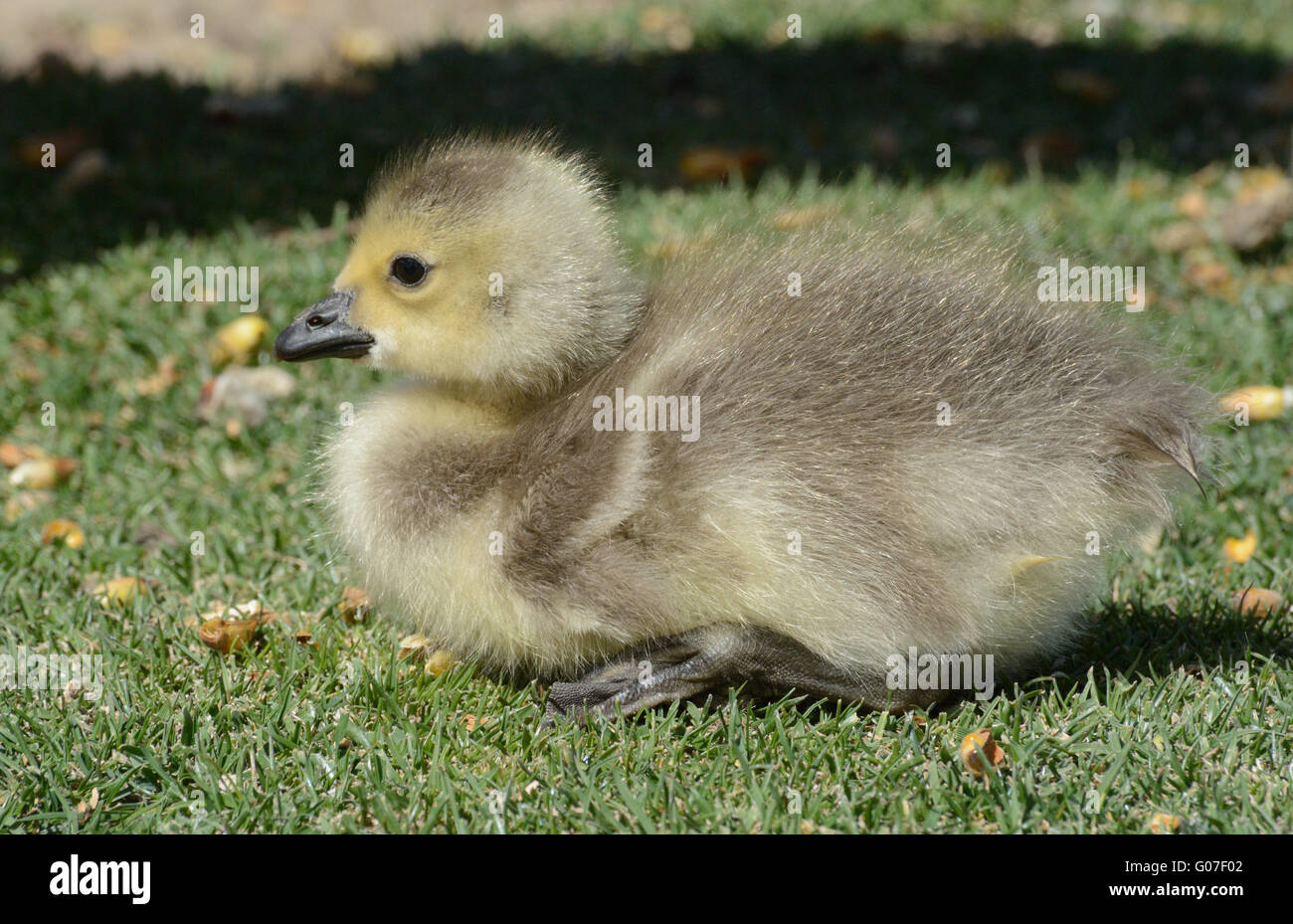 Canada Goose gosling sitting in grass by side of lake Stock Photo - Alamy