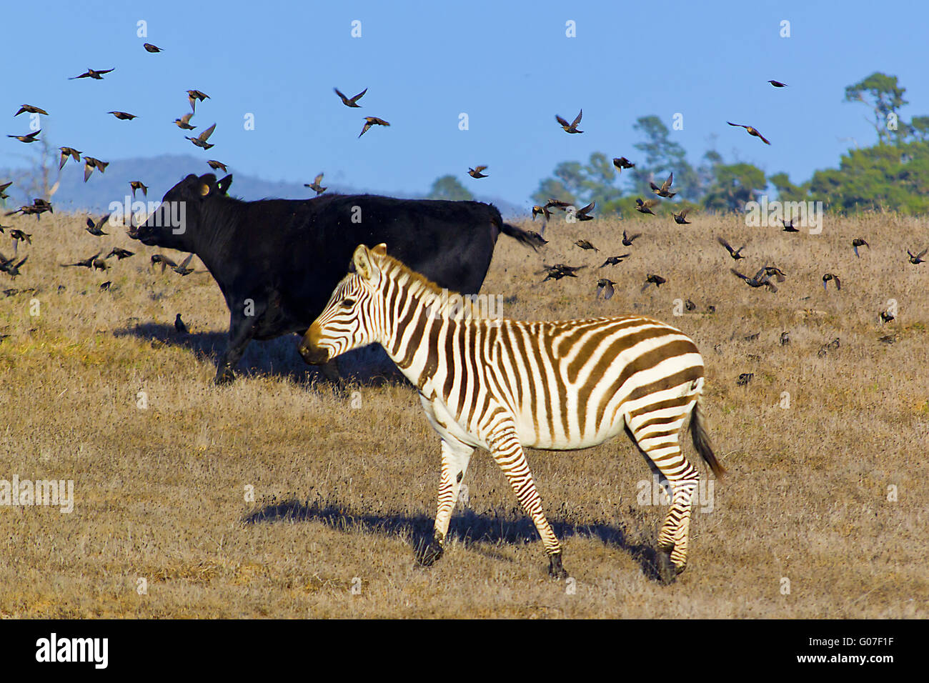 A zebra, a cow and some flying birds at Morro Bay Stock Photo - Alamy