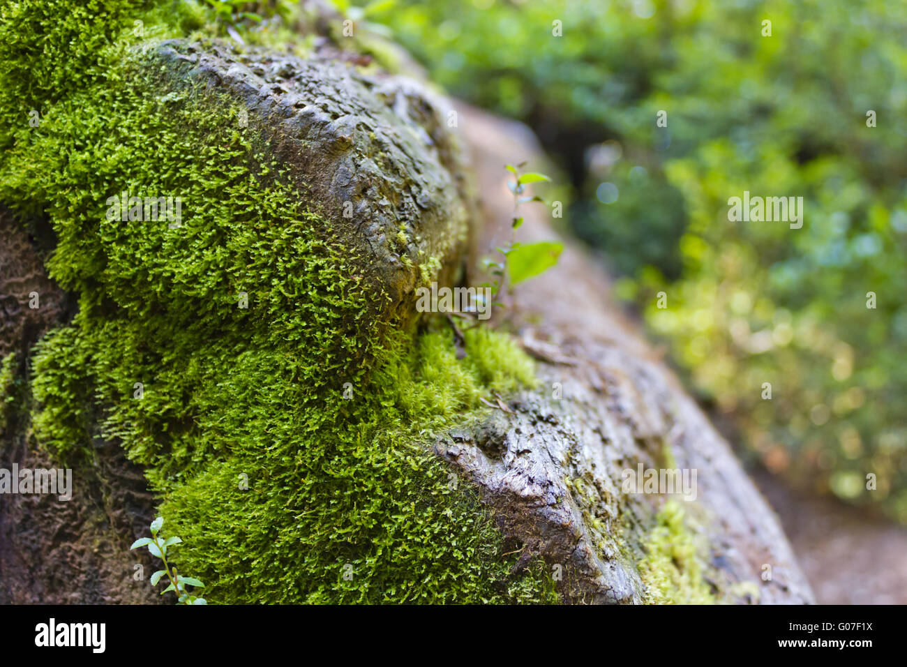 Tree overgrown with moss in Redwood National Park Stock Photo - Alamy